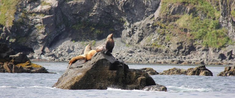 Old Harbor Native Corporation